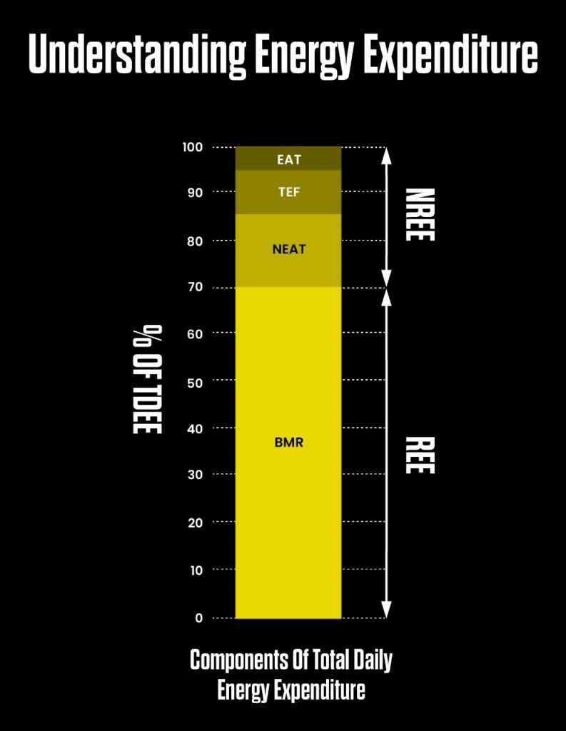 TDEE Calculator by Abhinav Malhotra, A Top Personal Trainer in UAE