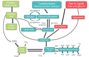 Fundamentals of Protein & Its Benefits by Personal Trainer in Dubai, UAE